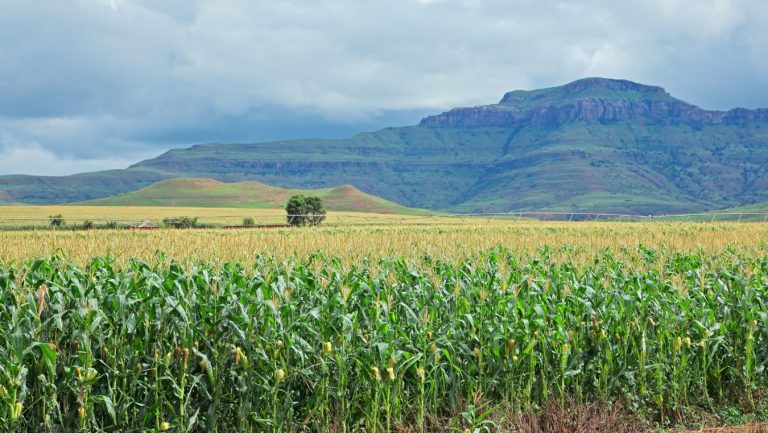 Home - ADMARC Limited