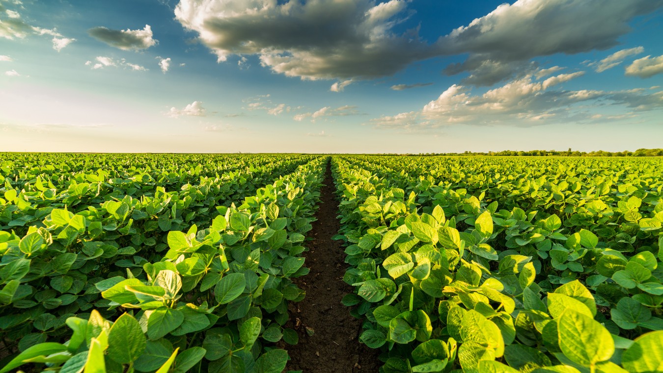 Agricultural Production - ADMARC Limited